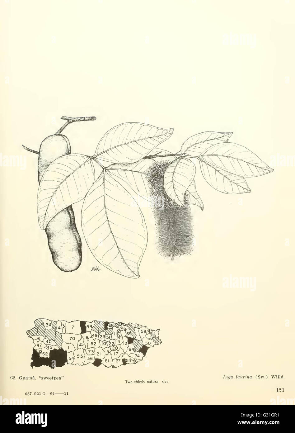 Common trees of Puerto Rico and the Virgin Islands Stock Photo - Alamy