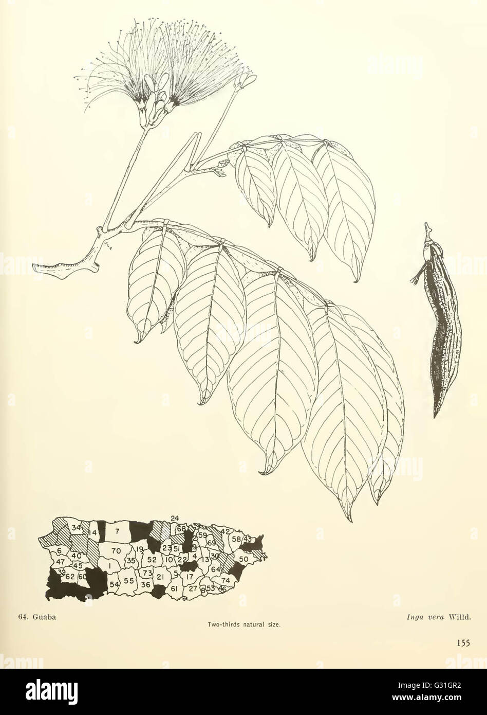 Common trees of Puerto Rico and the Virgin Islands Stock Photo - Alamy