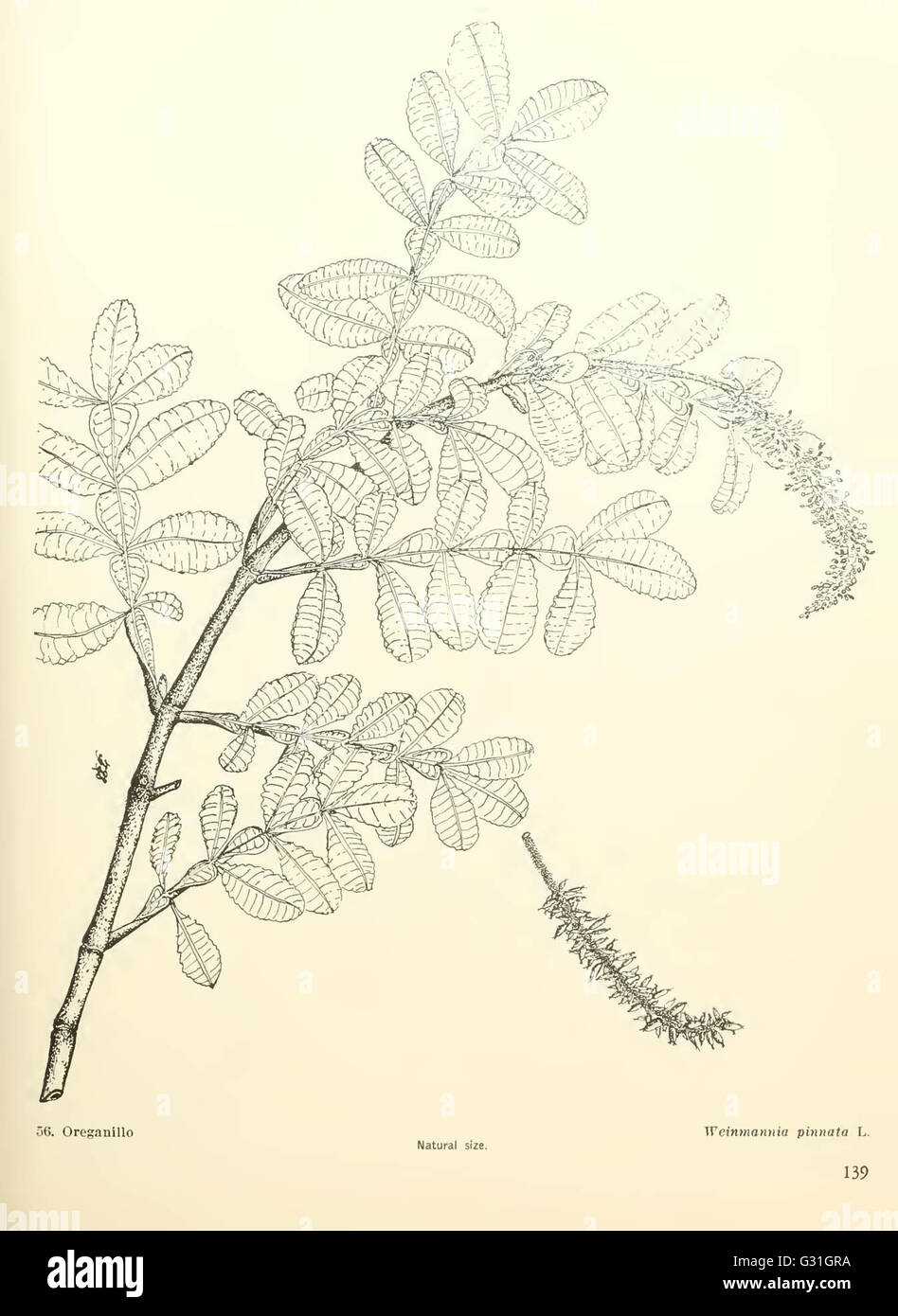 Common trees of Puerto Rico and the Virgin Islands Stock Photo - Alamy