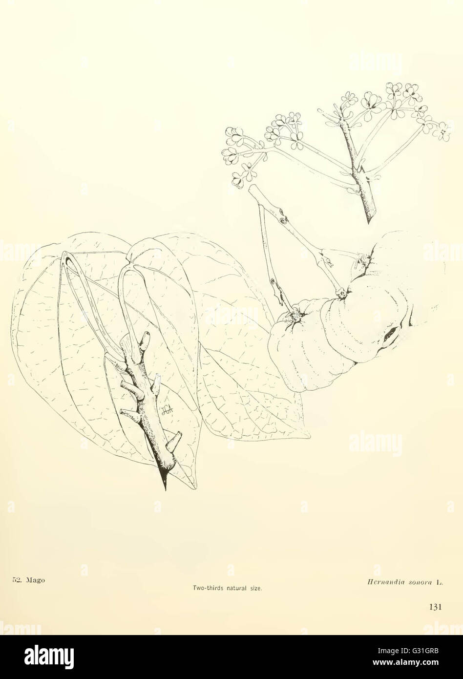 Common trees of Puerto Rico and the Virgin Islands Stock Photo - Alamy