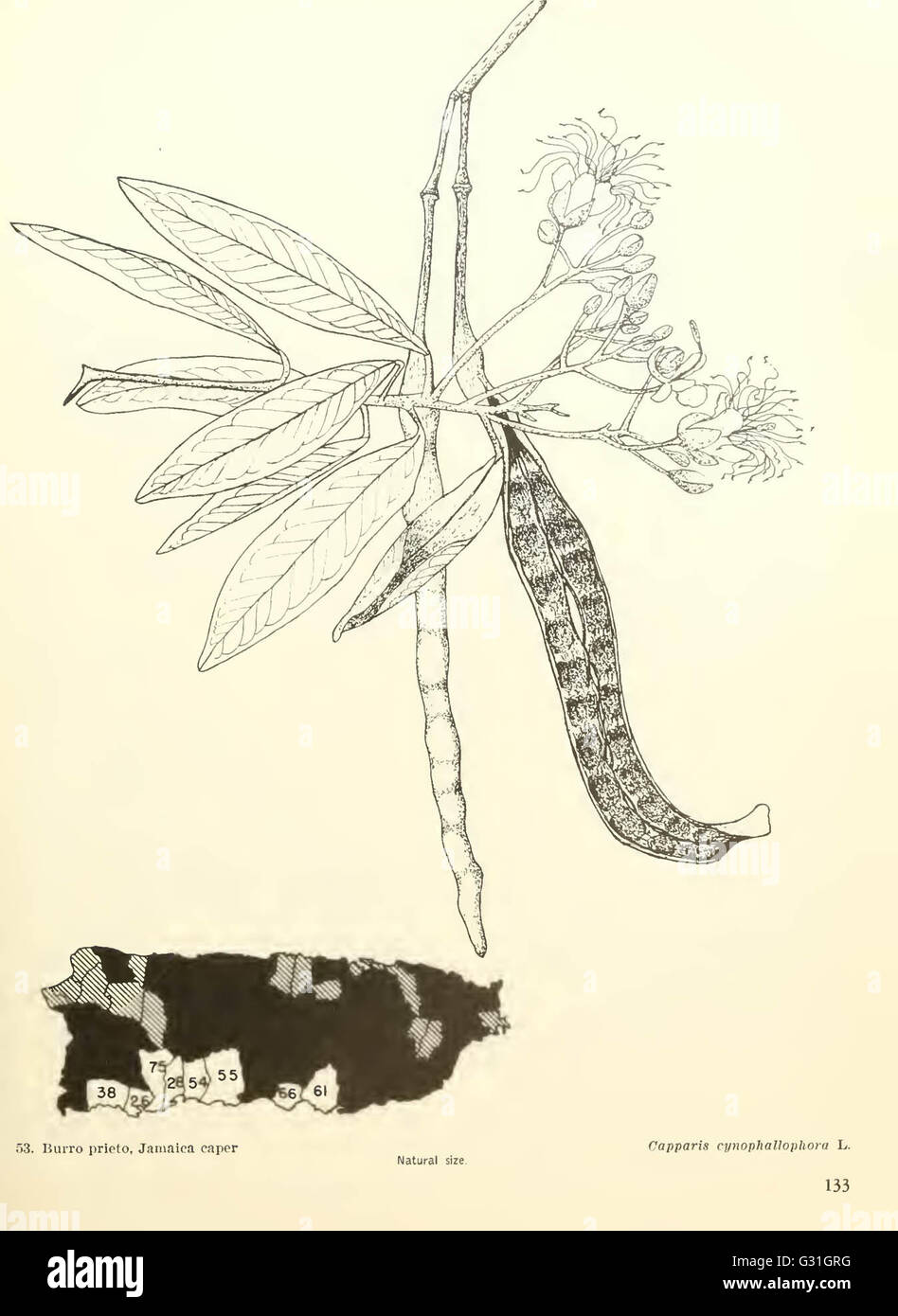 Common trees of Puerto Rico and the Virgin Islands Stock Photo - Alamy