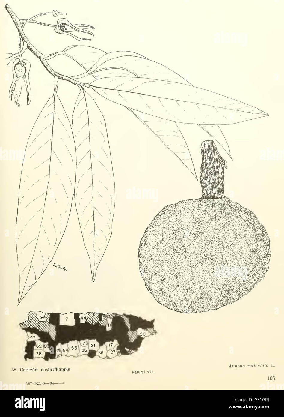 Common trees of Puerto Rico and the Virgin Islands Stock Photo - Alamy