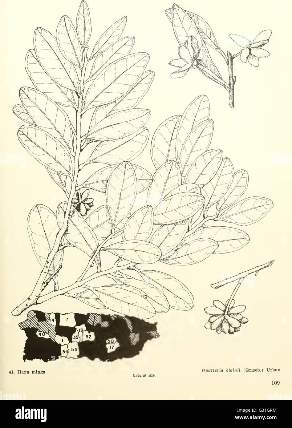 Common trees of Puerto Rico and the Virgin Islands Stock Photo - Alamy