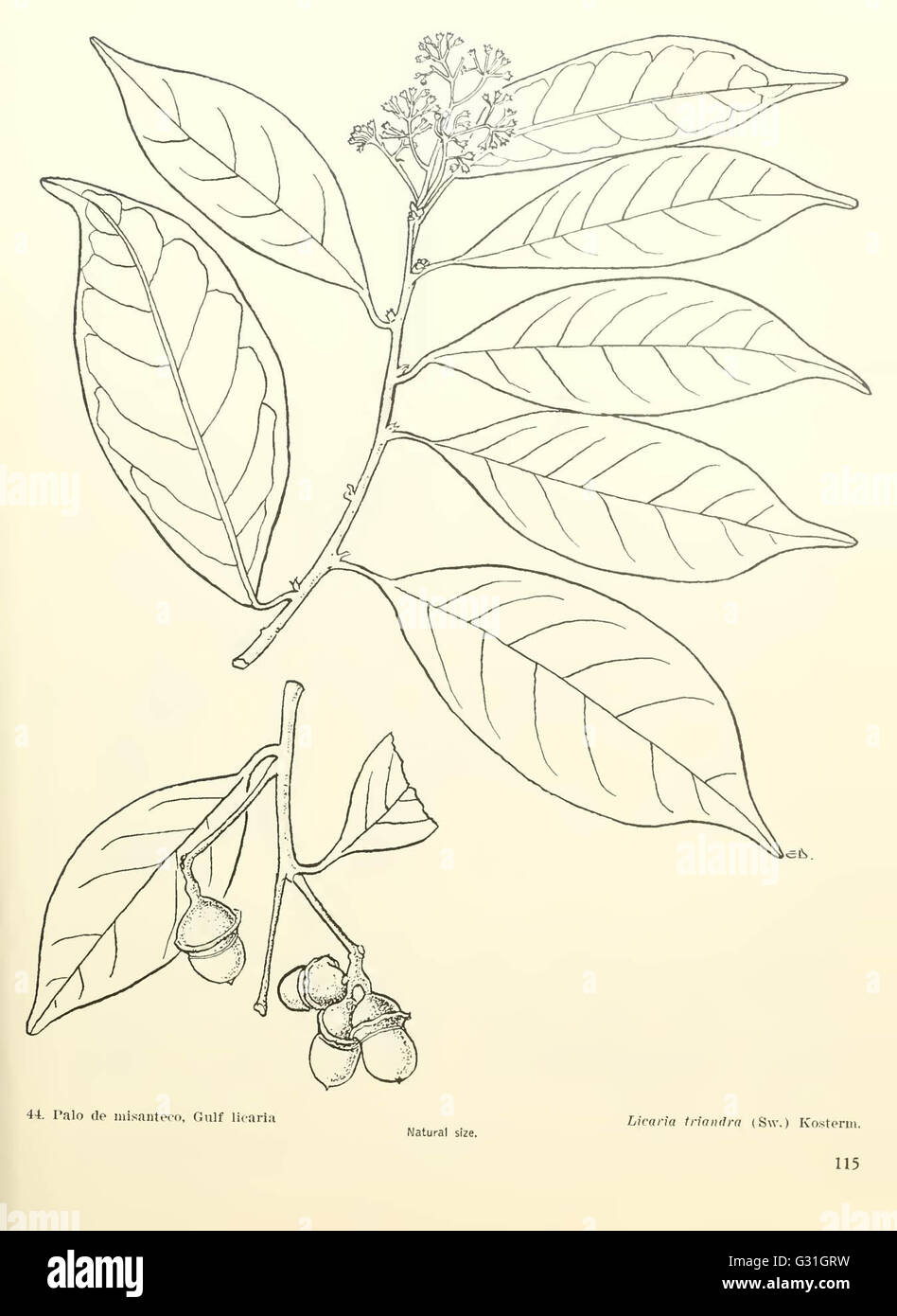 Common trees of Puerto Rico and the Virgin Islands Stock Photo - Alamy