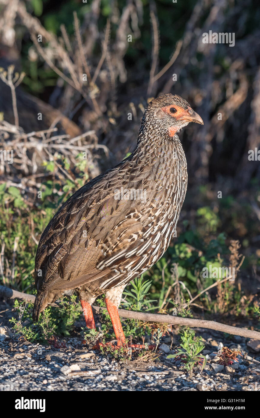 A Red-necked francolin, also called a Red-necked spurfowl, Pternistis afer Stock Photo - Alamy