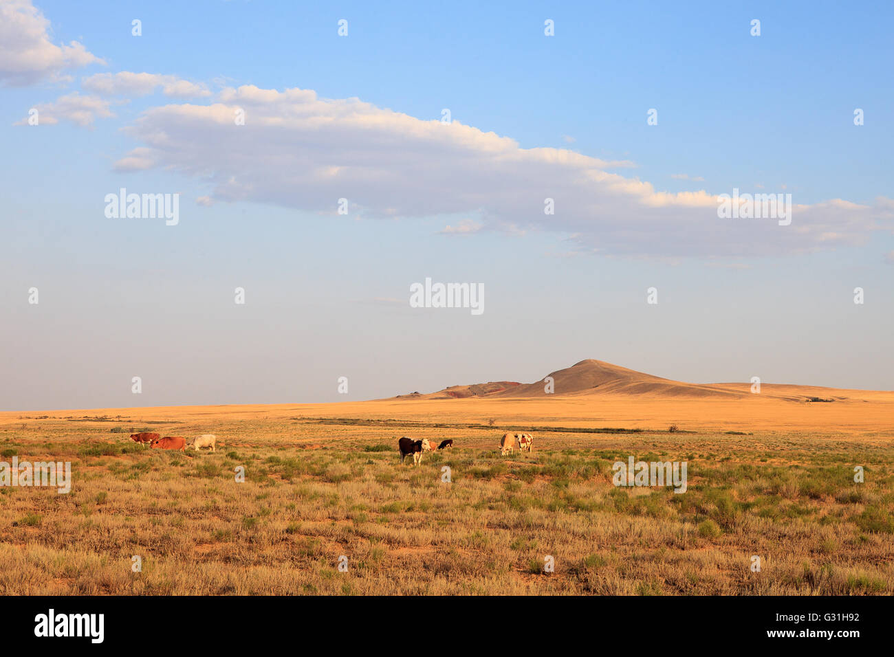 Grazing cows in the desert landscape of the plains. Lone hill. A hot ...