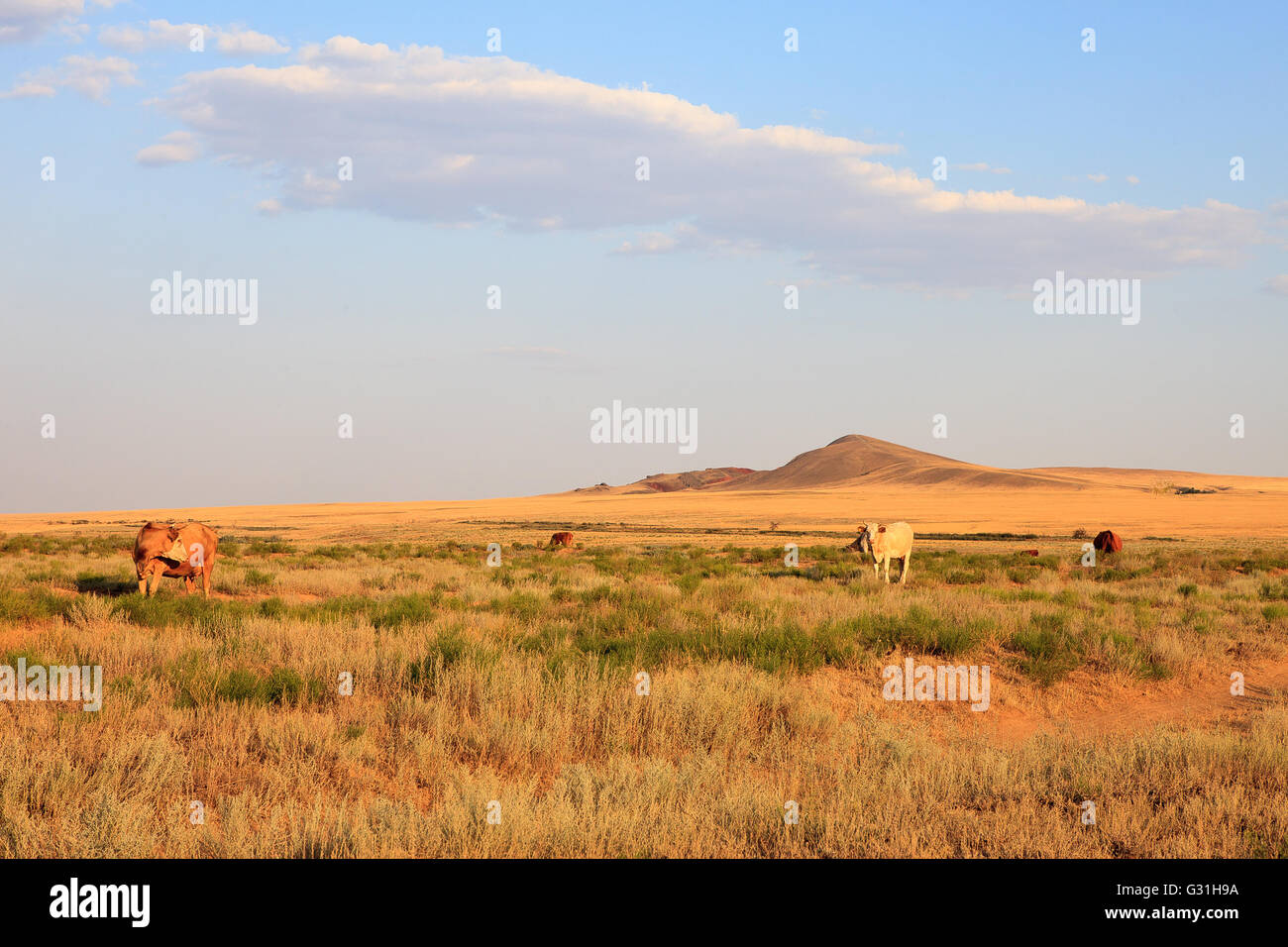 Grazing cows in the desert landscape of the salt plains. Lone hill. A ...