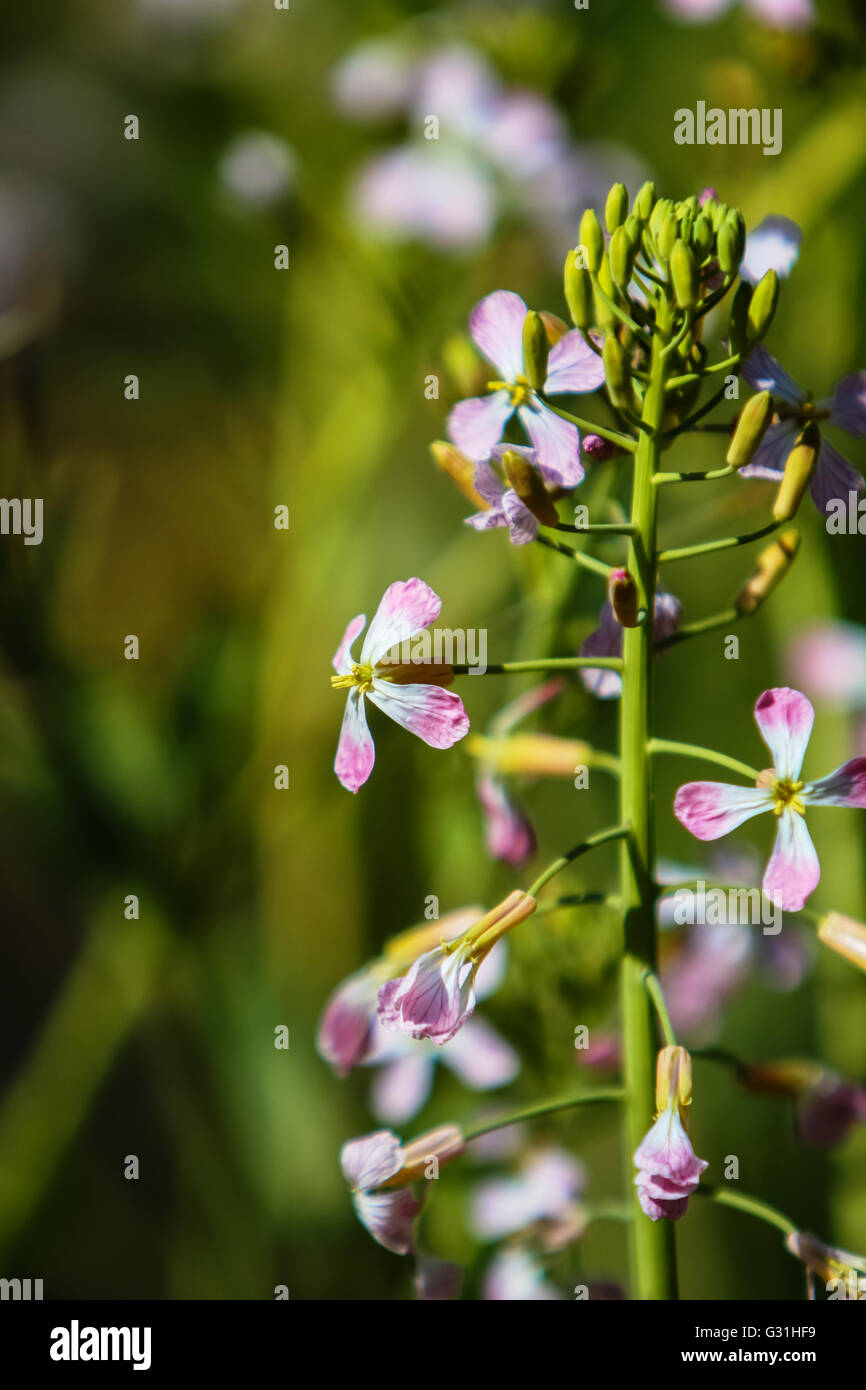 Wild radish, jointed charlock is a flowering plant in the family ...
