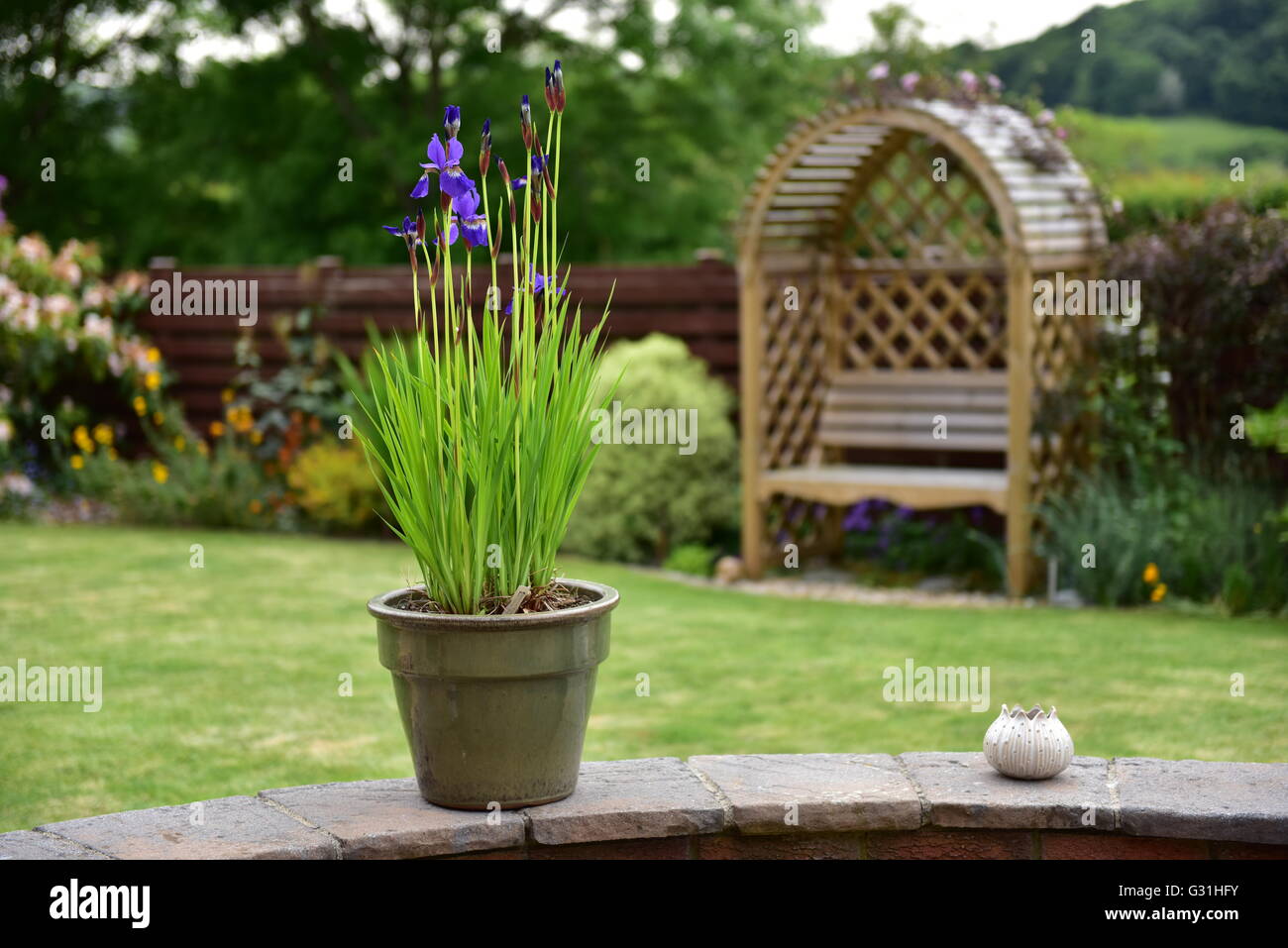 Blue Iris plant growing in a pot outside in a garden Stock Photo - Alamy