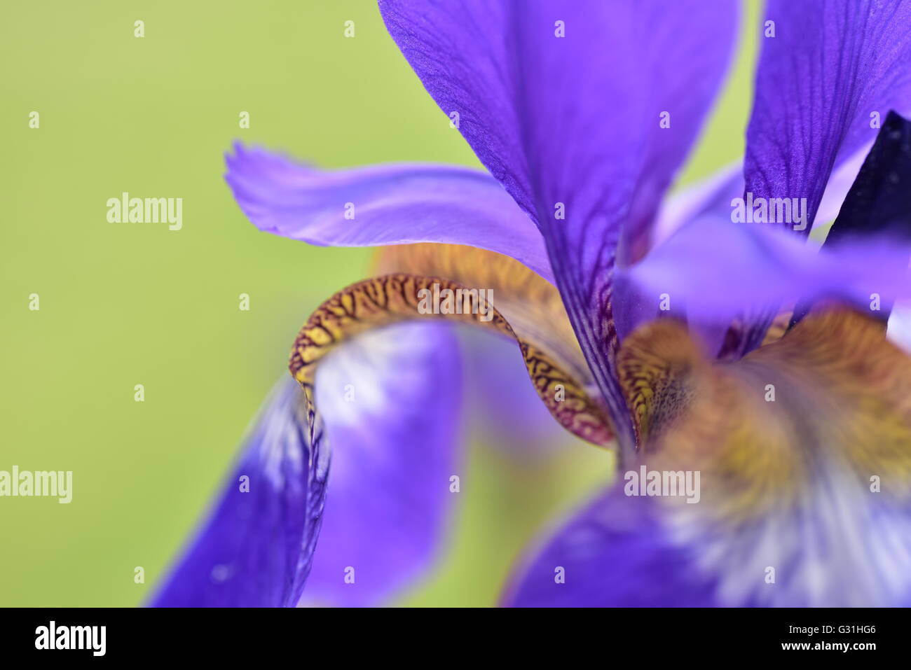 Blue Iris plant growing in a pot outside in a garden Stock Photo - Alamy