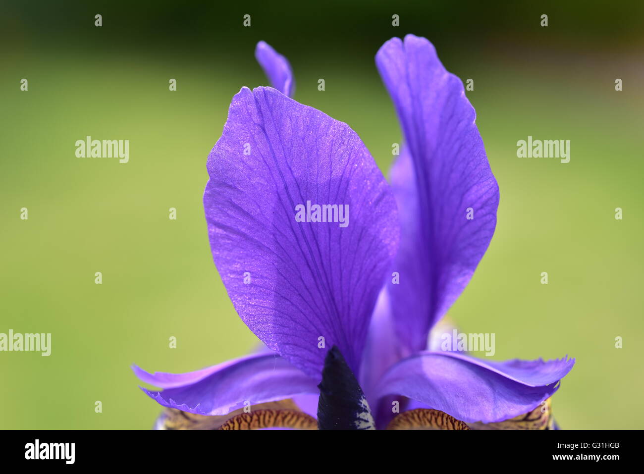 Blue Iris plant growing in a pot outside in a garden Stock Photo - Alamy