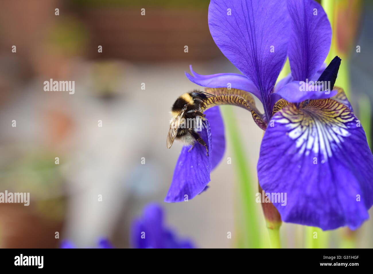 Blue Iris plant growing in a pot outside in a garden Stock Photo - Alamy