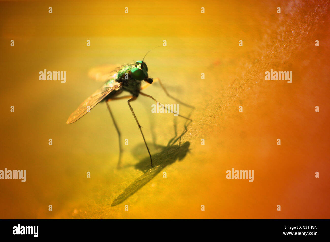 Bright green insects hi-res stock photography and images - Alamy