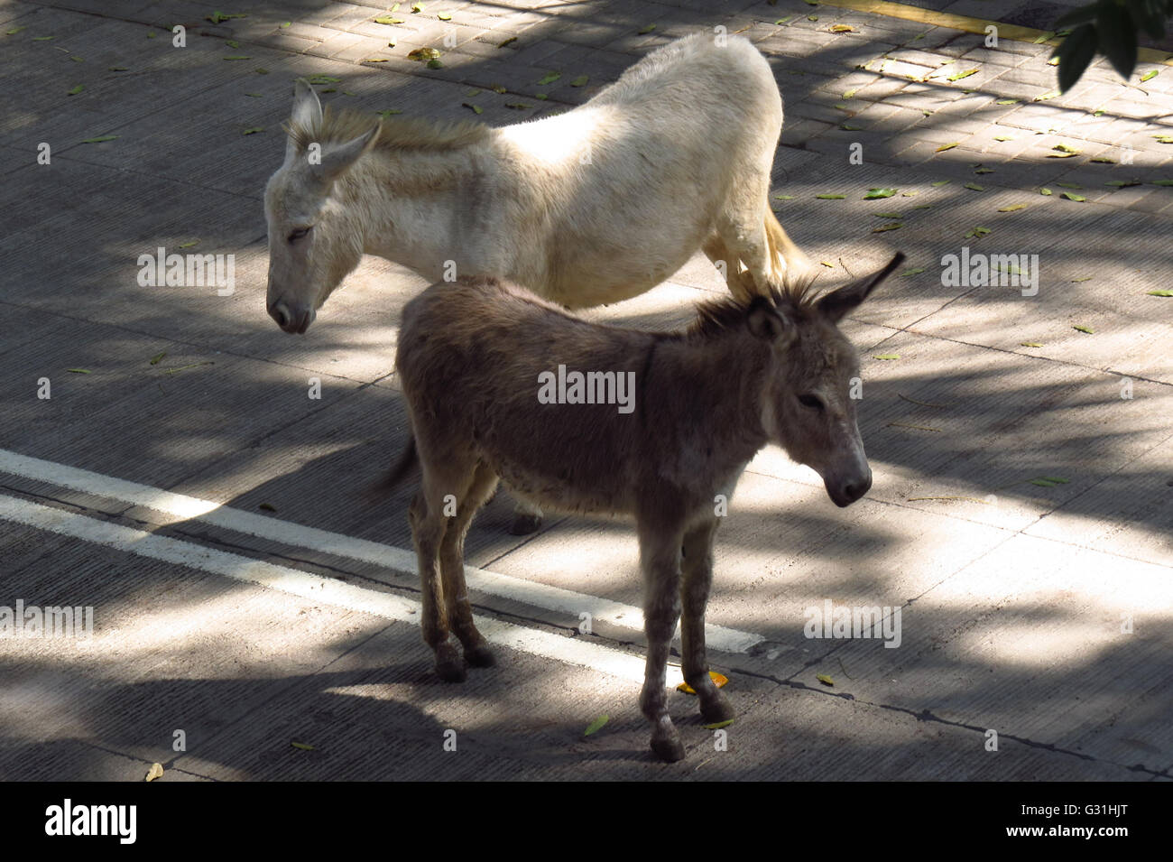 Indian Donkey High Resolution Stock Photography and Images - Alamy