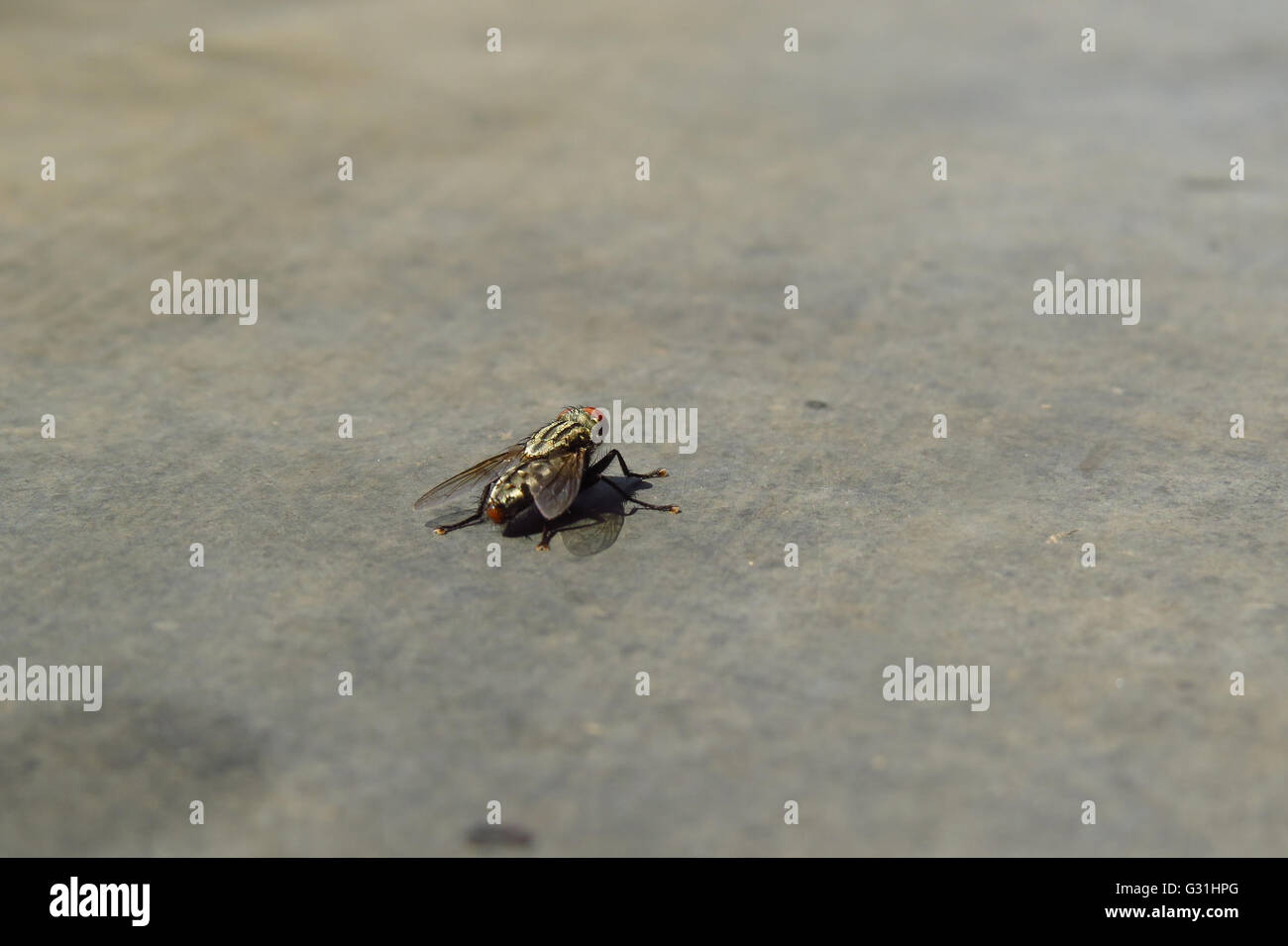 Rare flies hi-res stock photography and images - Alamy