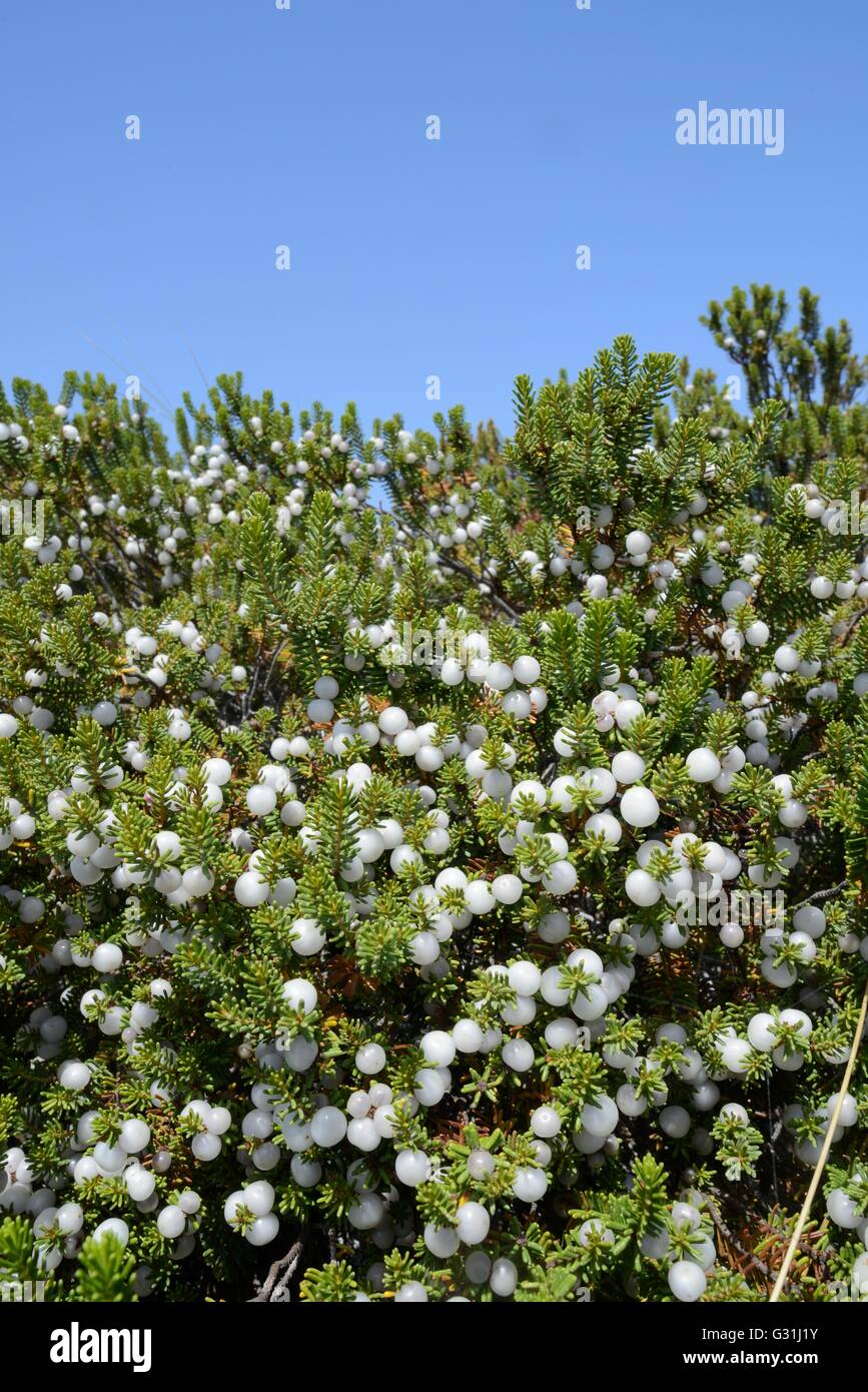 Portuguese Crowberry (Corema album) with edible white drupes growing on ...