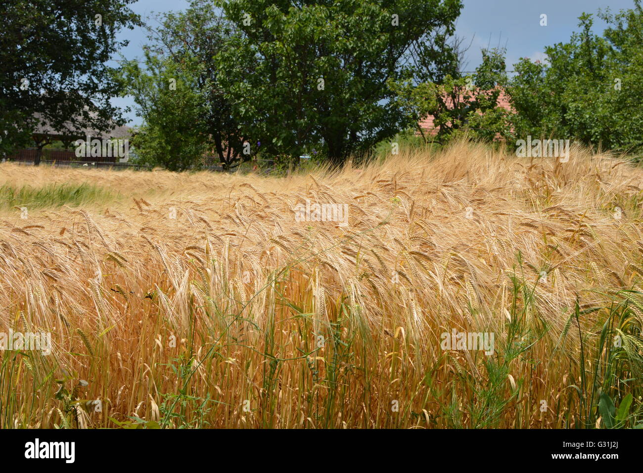 Gold barley hi-res stock photography and images - Alamy