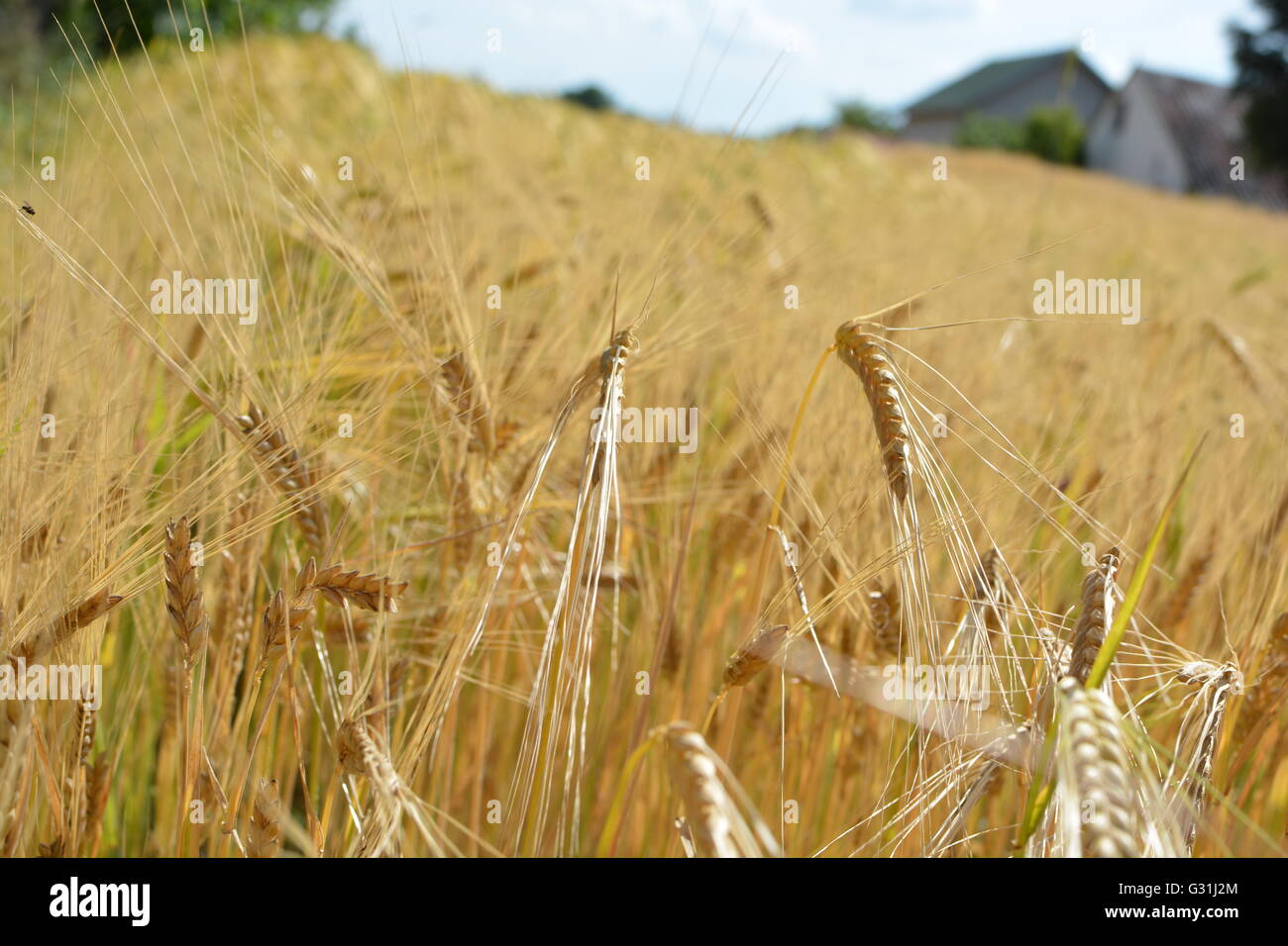 barley field 2 Stock Photo - Alamy