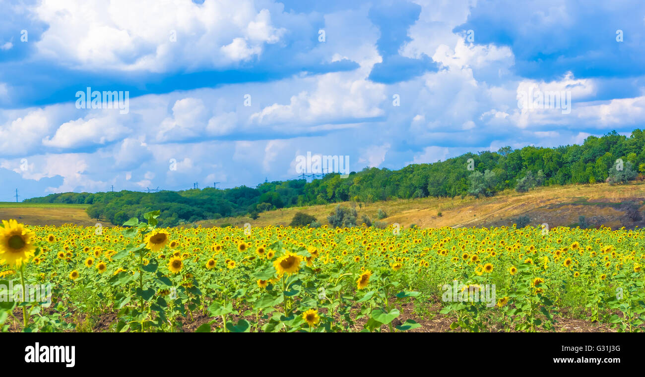 Summer landscape with field of blooming sunflowers Stock Photo - Alamy