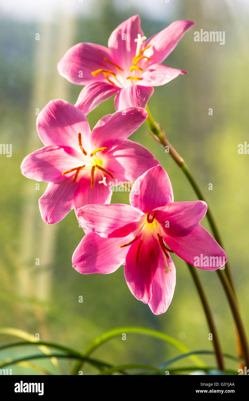 decorative pink flower rain lily (Zephyranthes grandiflora) on blurred ...