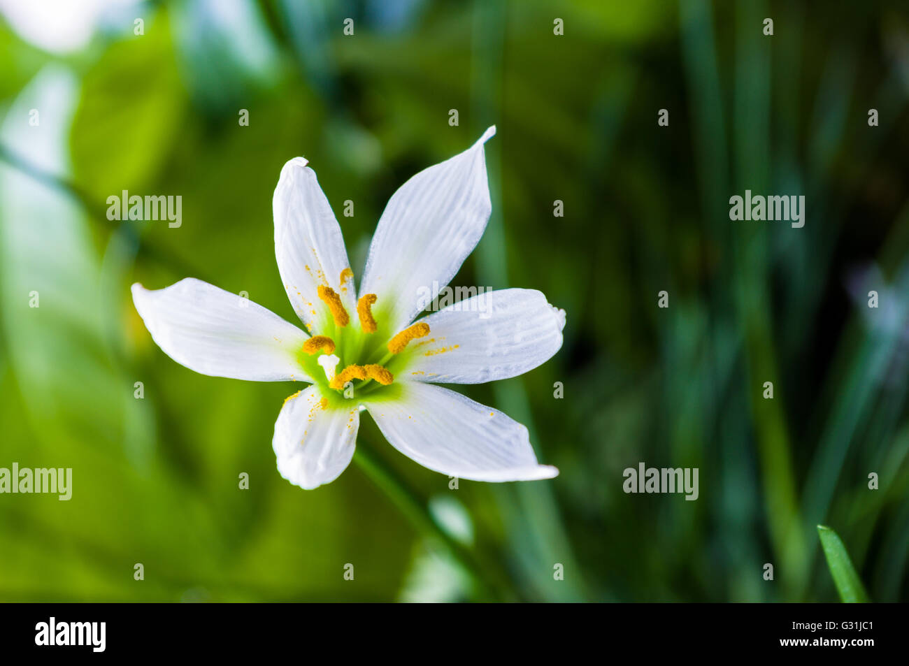 decorative white flower rain lily (Zephyranthes grandiflora) on blurred ...