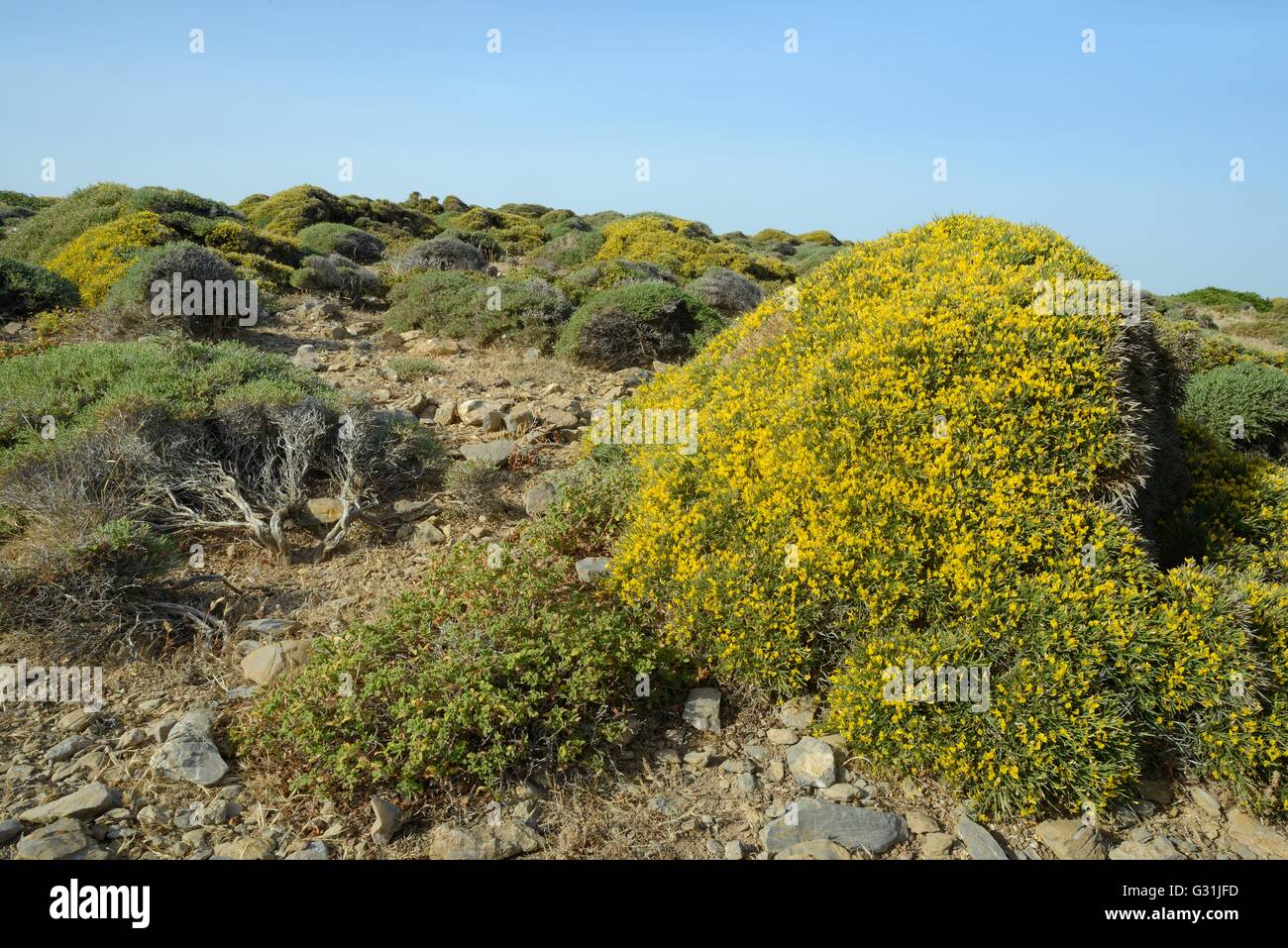 Scrubland Bushes High Resolution Stock Photography and Images - Alamy