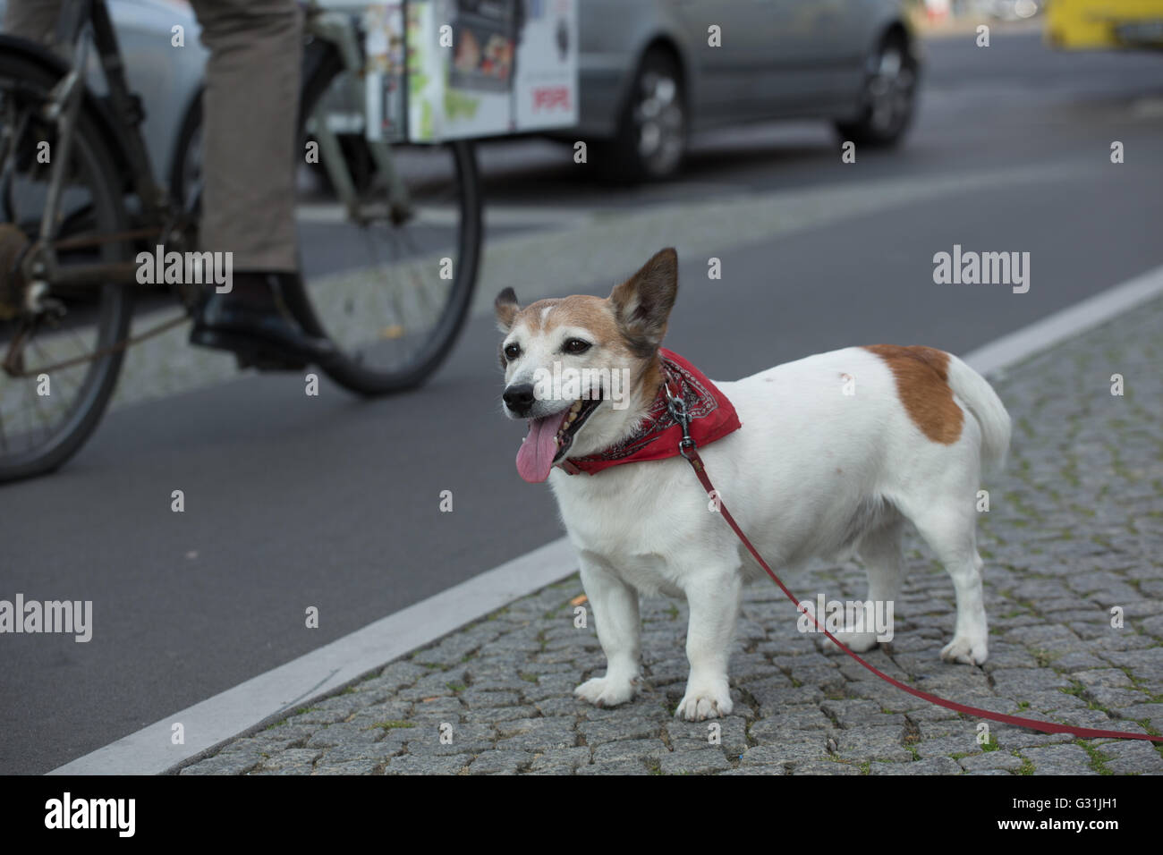 Busy city dog hi-res stock photography and images - Alamy