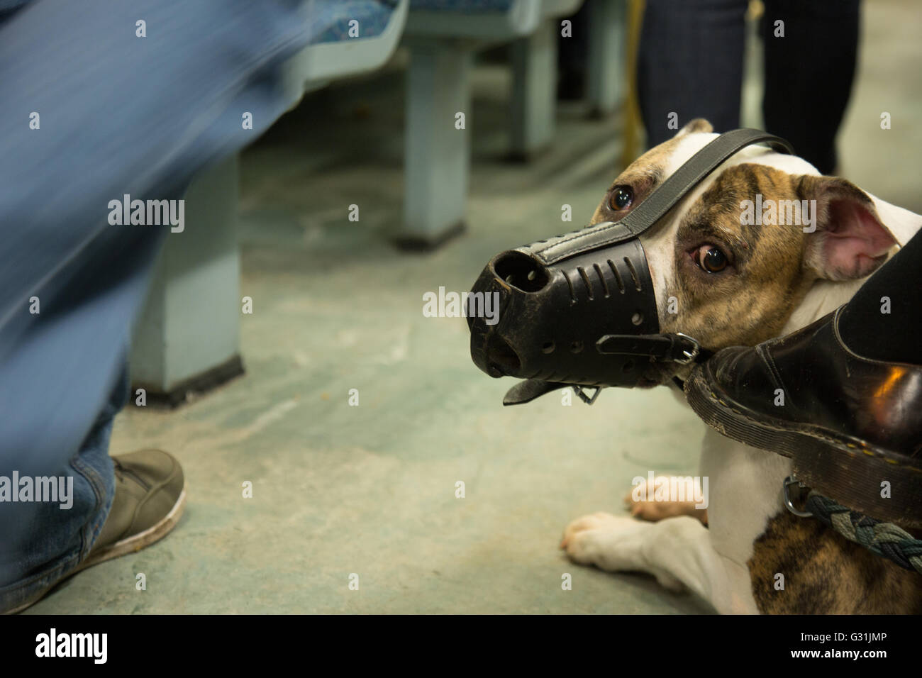 Pit bull muzzle hi-res stock photography and images - Alamy