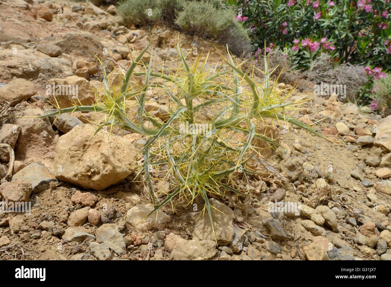 Soldier thistle (Picnomon / Cirse acarna) growing on rocky slope in ...