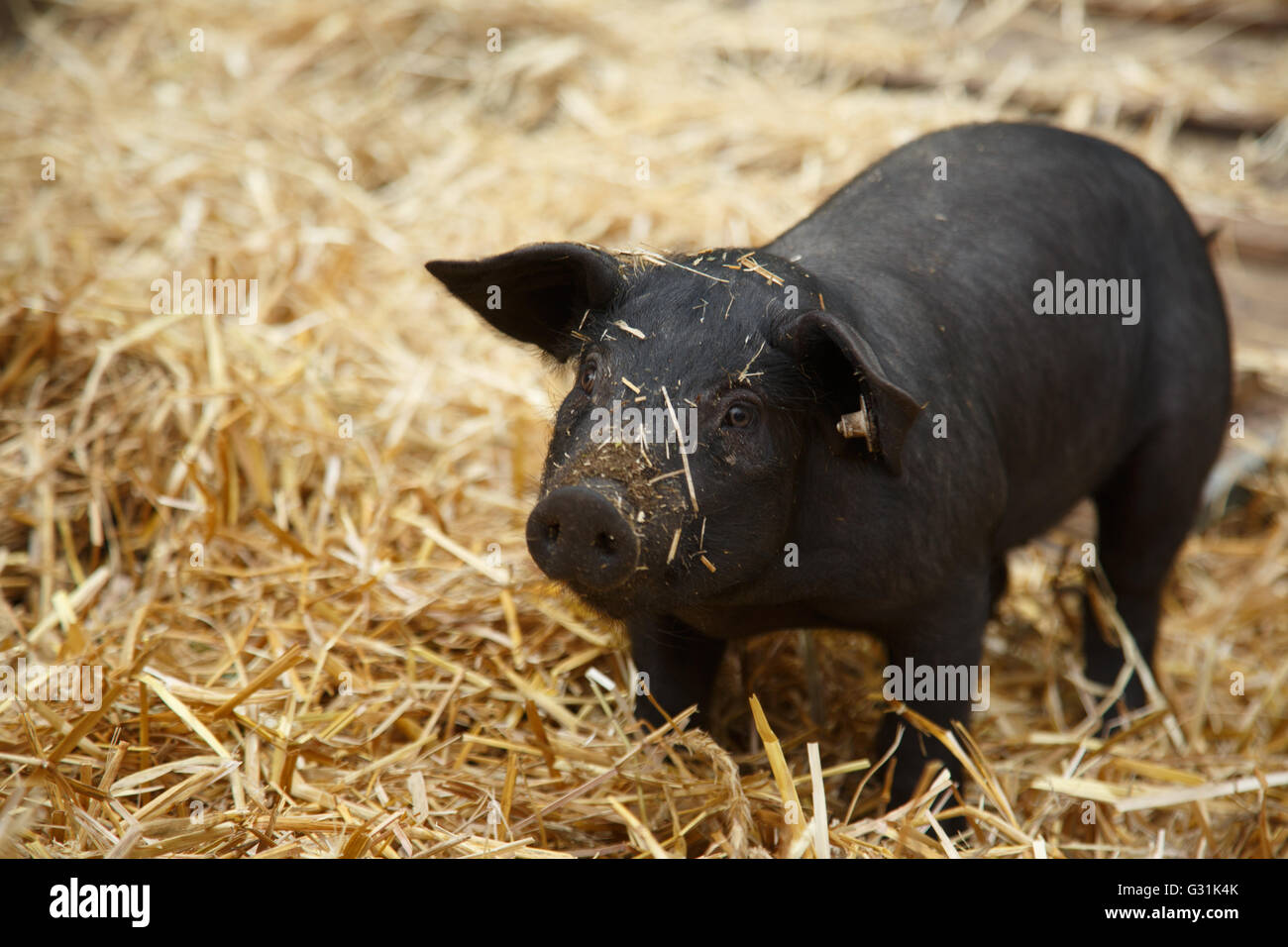 Berlin, Germany, piglets in the Inaugural am Potsdamer Platz Stock ...