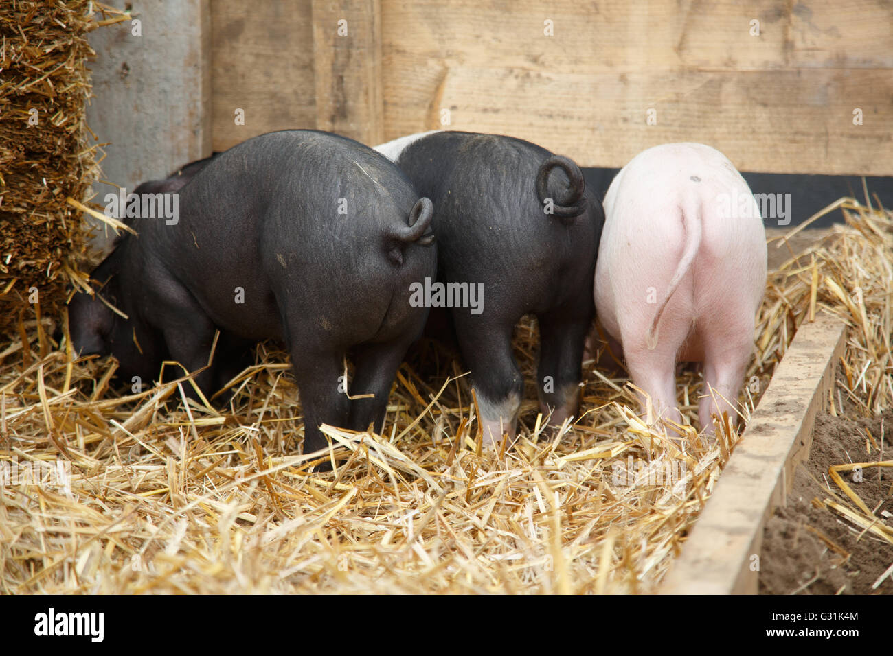 Berlin, Germany, piglets in the Inaugural am Potsdamer Platz Stock ...