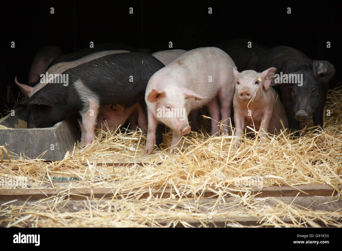 Berlin, Germany, piglets in the Inaugural am Potsdamer Platz Stock ...