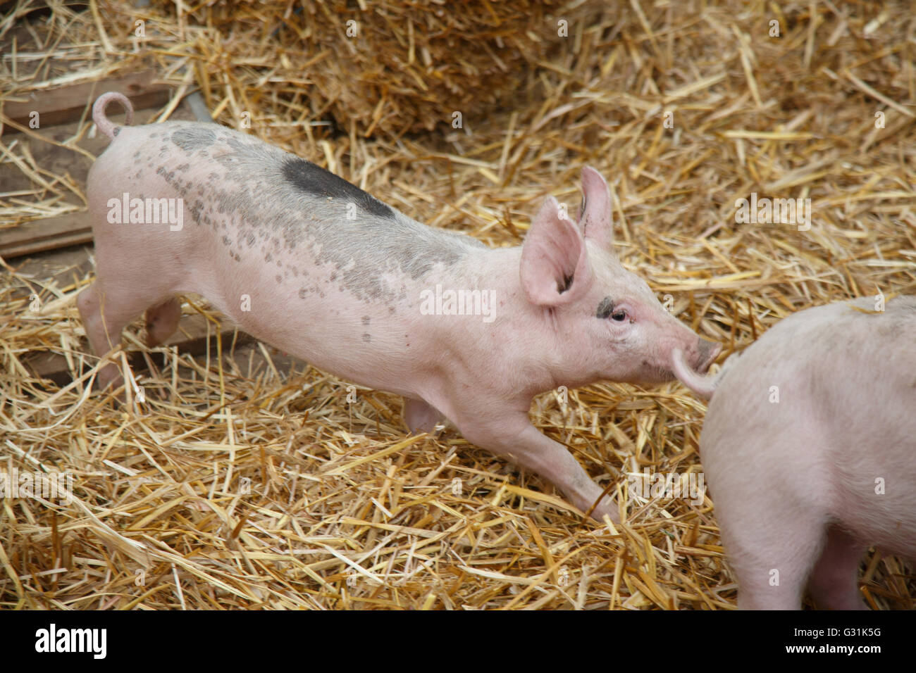 Berlin, Germany, piglets in the Inaugural am Potsdamer Platz Stock ...