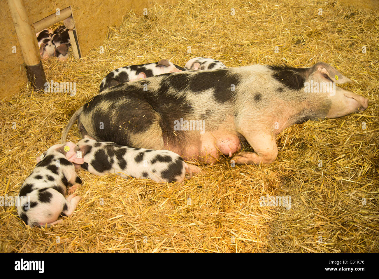 Domestic and international tourism hi-res stock photography and images ...