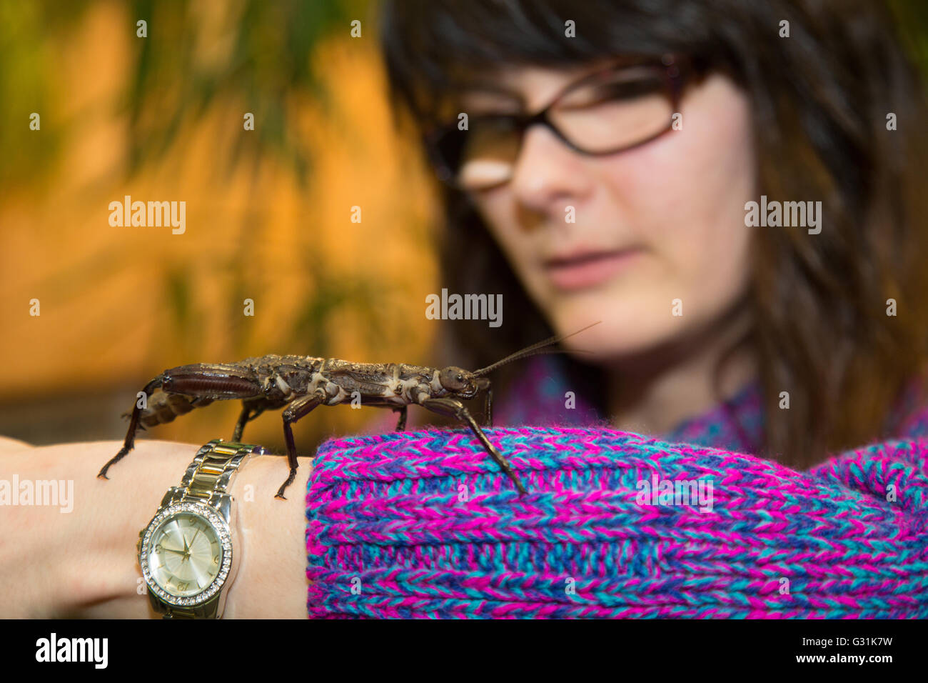 Armored cricket hi-res stock photography and images - Alamy