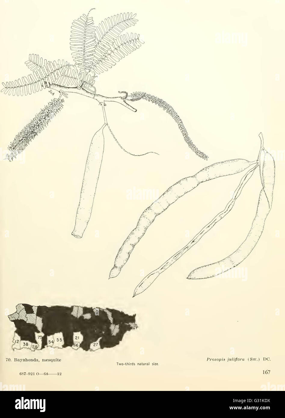 Common trees of Puerto Rico and the Virgin Islands Stock Photo - Alamy