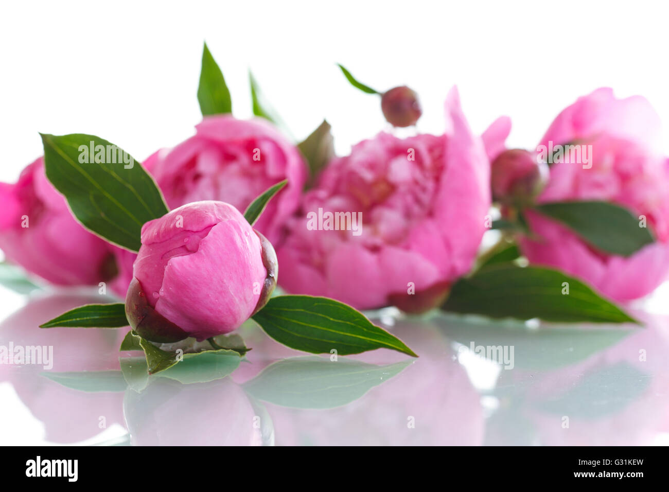 beautiful pink peonies Stock Photo - Alamy