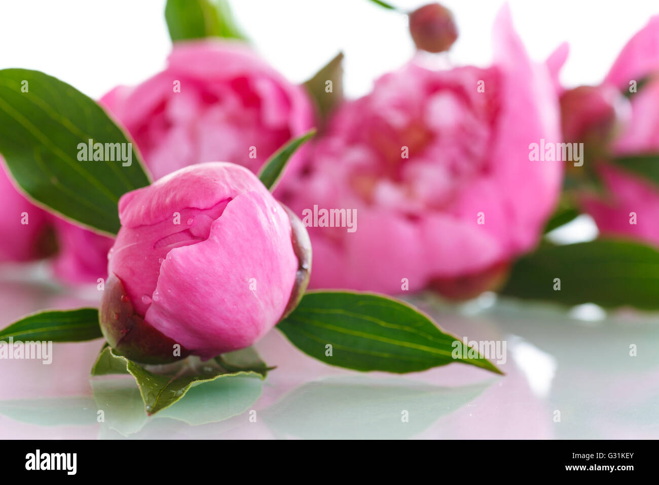 beautiful pink peonies Stock Photo - Alamy