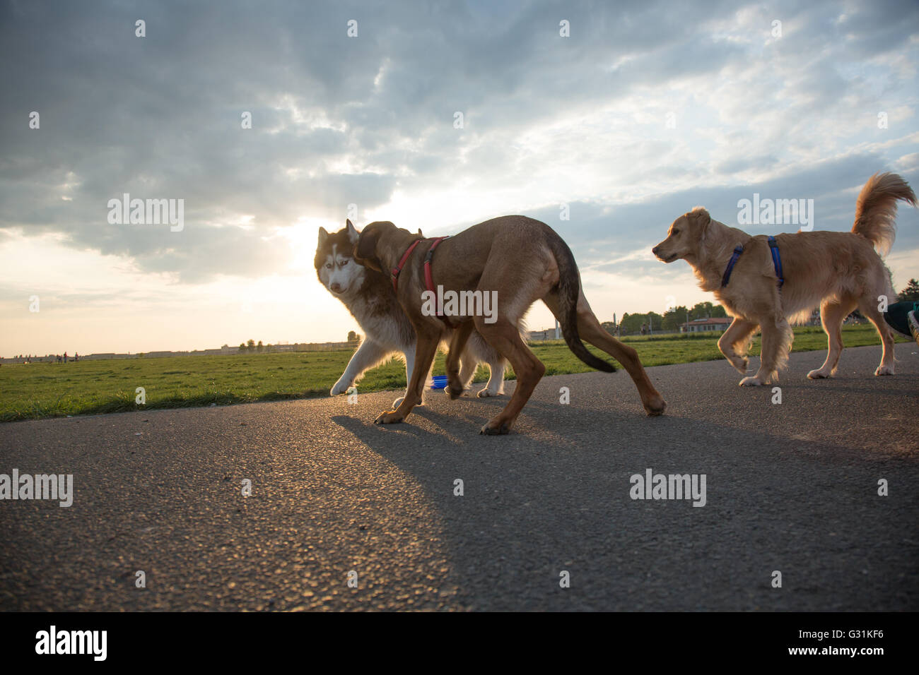 Berlin, Germany, dogs play on the Tempelhof Field Stock Photo - Alamy