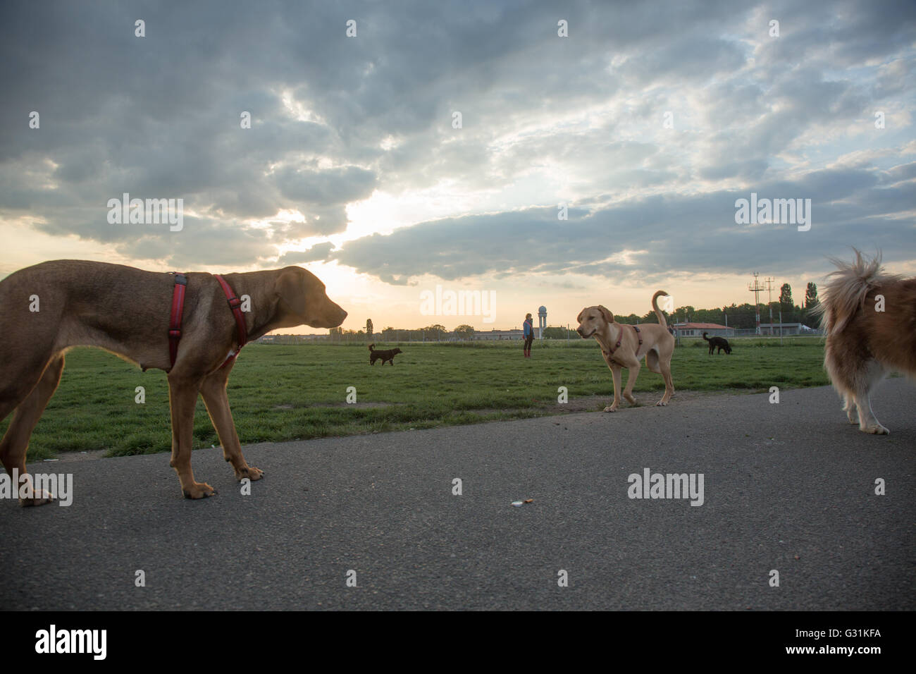 Tempelhof schoeneberg animal hi-res stock photography and images - Alamy