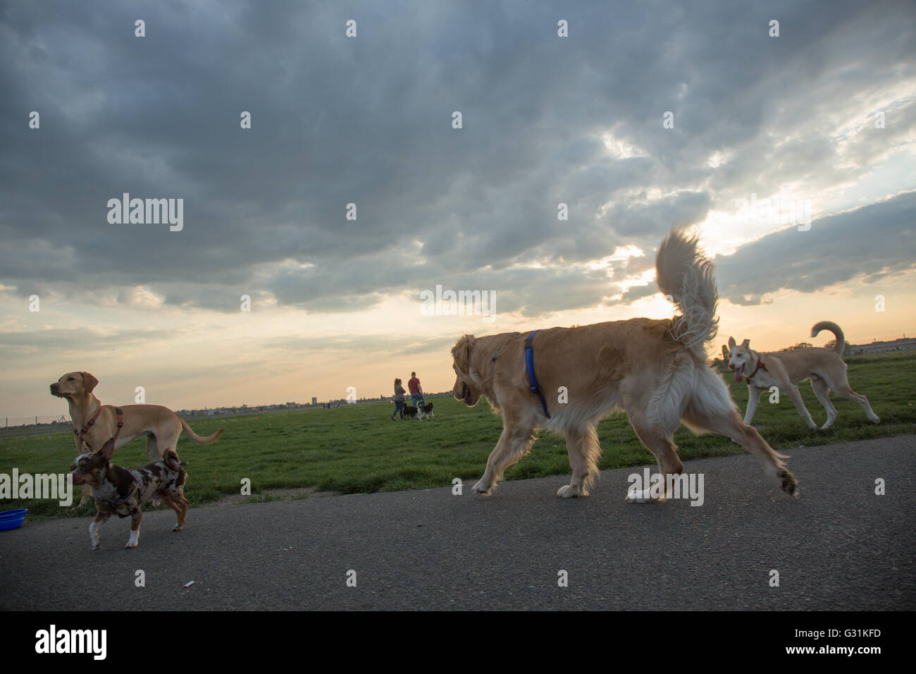 Tempelhof schoeneberg animal hi-res stock photography and images - Alamy