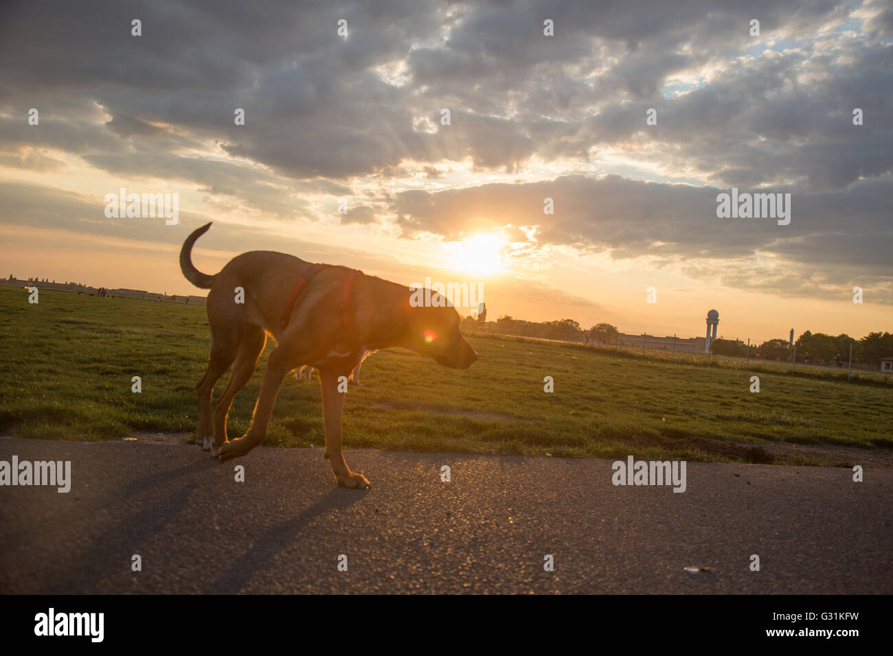 Tempelhof schoeneberg animal hi-res stock photography and images - Alamy