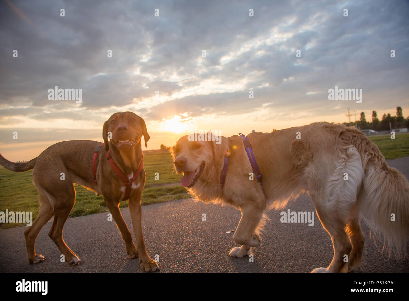 Dogs breeds history historical hi-res stock photography and images - Alamy