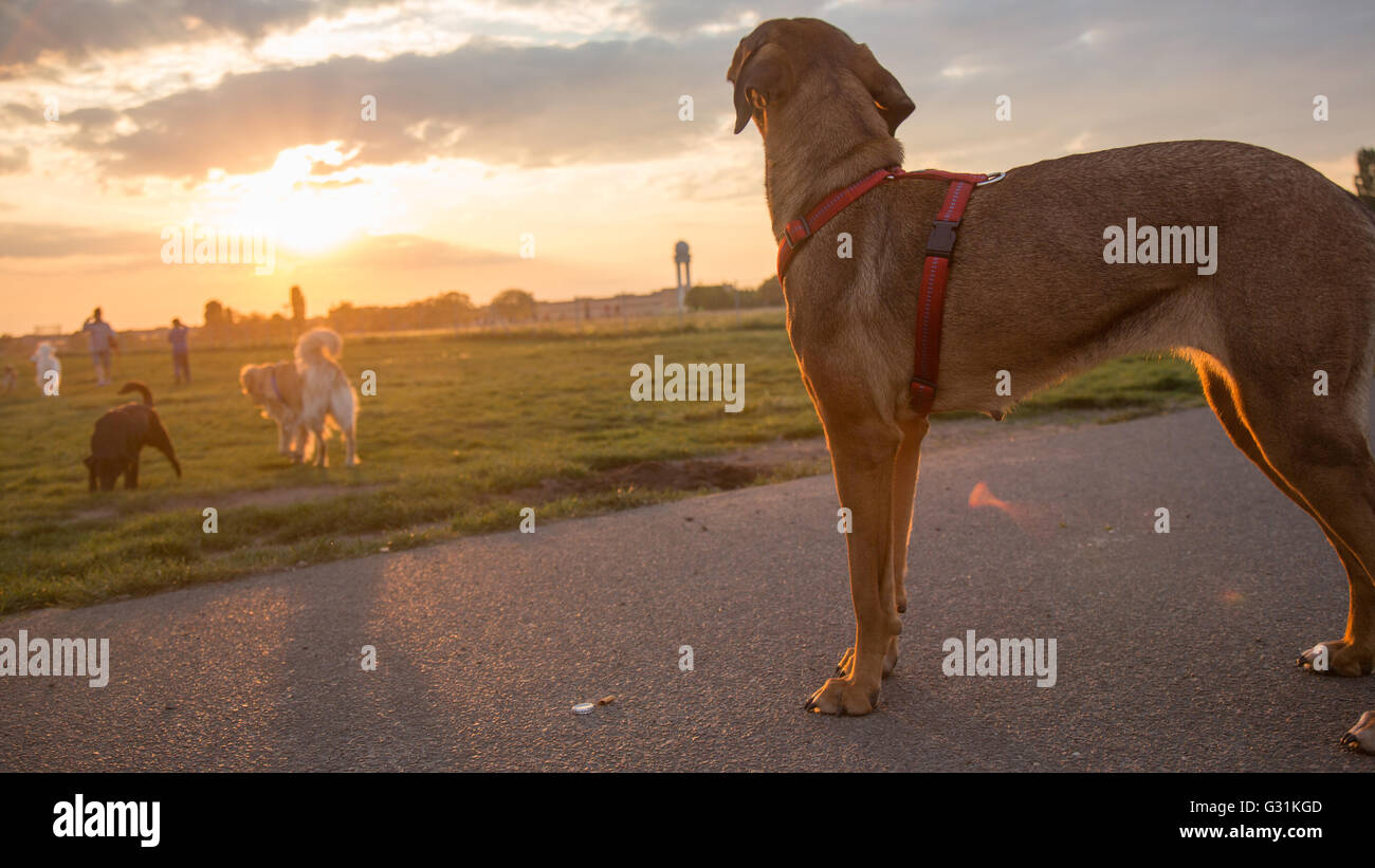 Berlin, Germany, dogs on the Tempelhof Field Stock Photo - Alamy