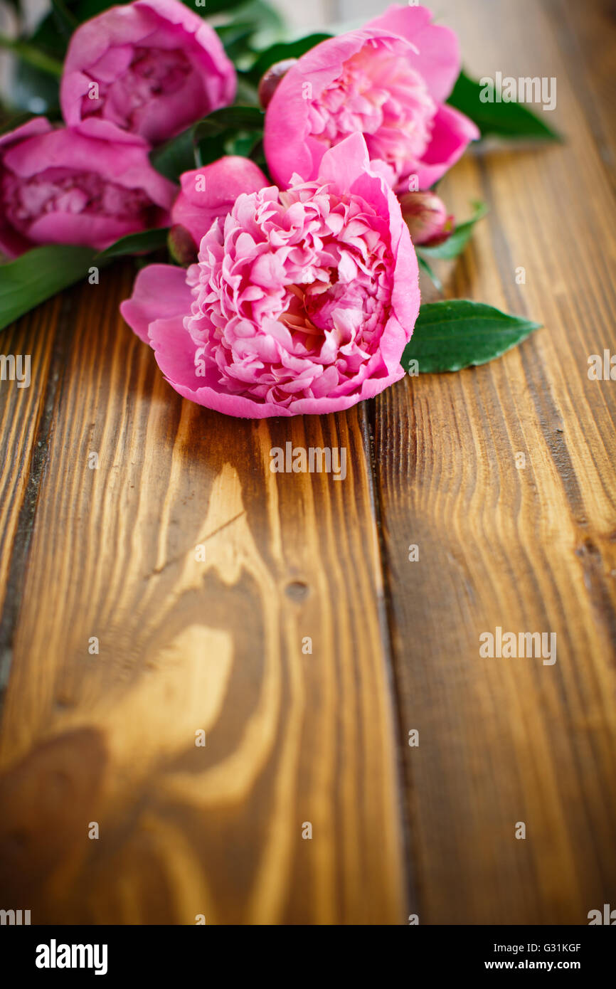 beautiful pink peonies Stock Photo - Alamy