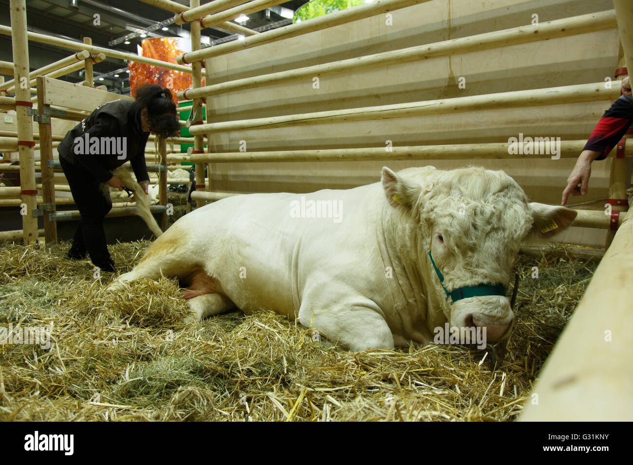 Berlin, Germany, at the International Uckerm rker Greens week Stock ...