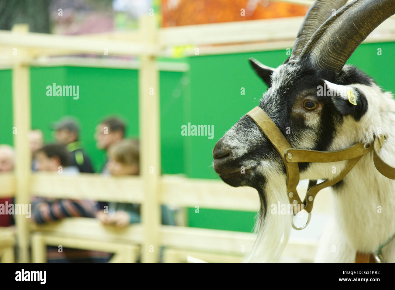 Berlin, Germany, at the International Goat Greens week Stock Photo - Alamy
