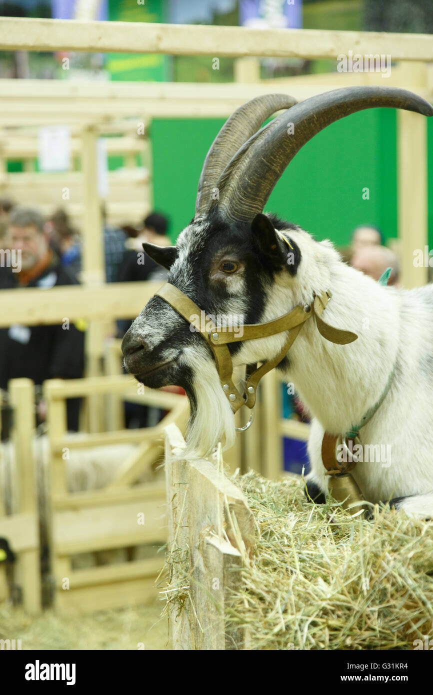 Booth livestock people hi-res stock photography and images - Alamy