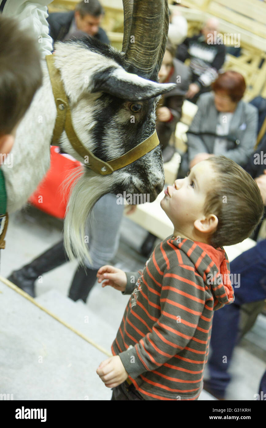 Berlin, Germany, at the International Goat Greens week Stock Photo - Alamy