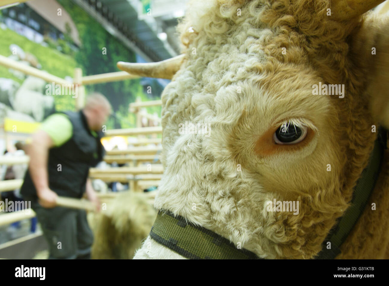 Berlin, Germany, at the International Uckerm rker Greens week Stock ...